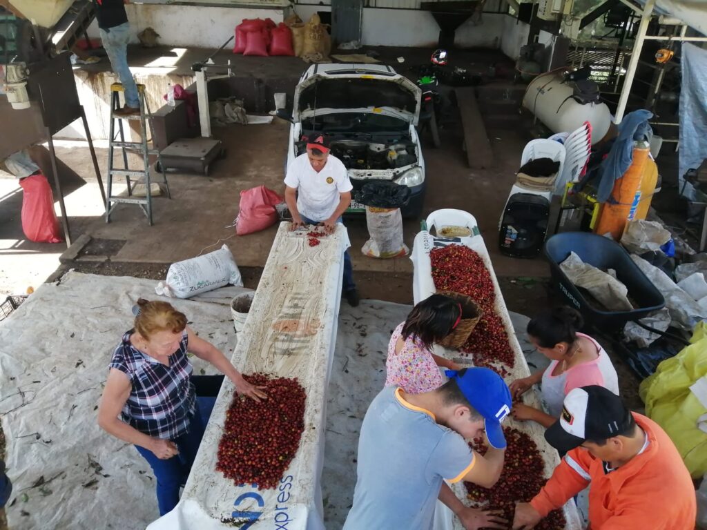 Mexican Coffee- Washed - Huatusco, Veracruz - Sereno Moreno Cafe